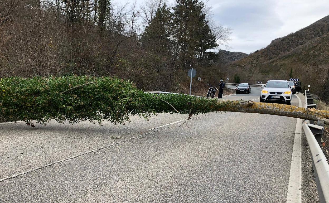 Restablecida la circulación en la N-111 tras la caída de un árbol | La Rioja